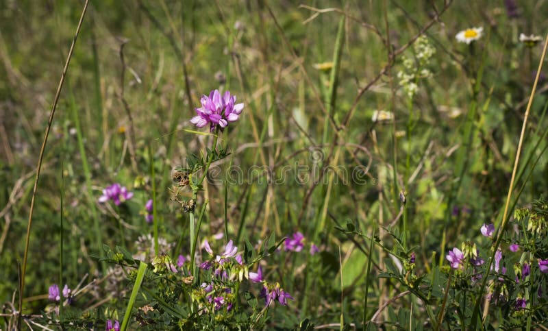 Meadow Flowers Wild Legumes Growing in a Sunny Meadow Stock Photo ...