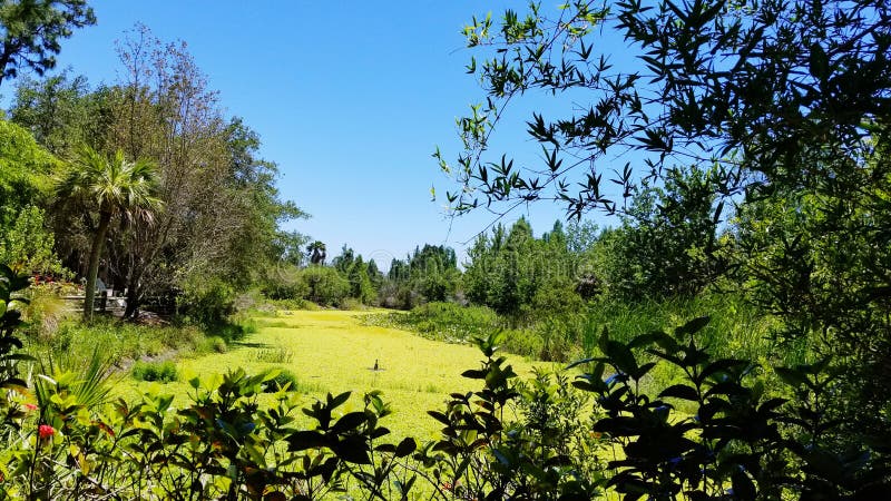 Meadow stock photo. Image of forest, clearing, nature - 93549598