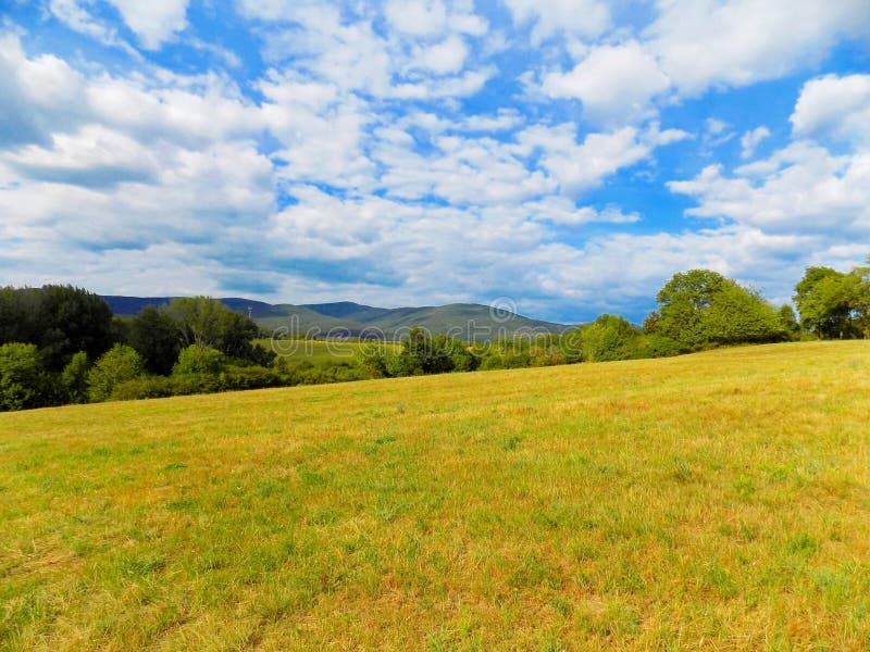 Meadow and forest stock image. Image of wood, greenwood - 66071191