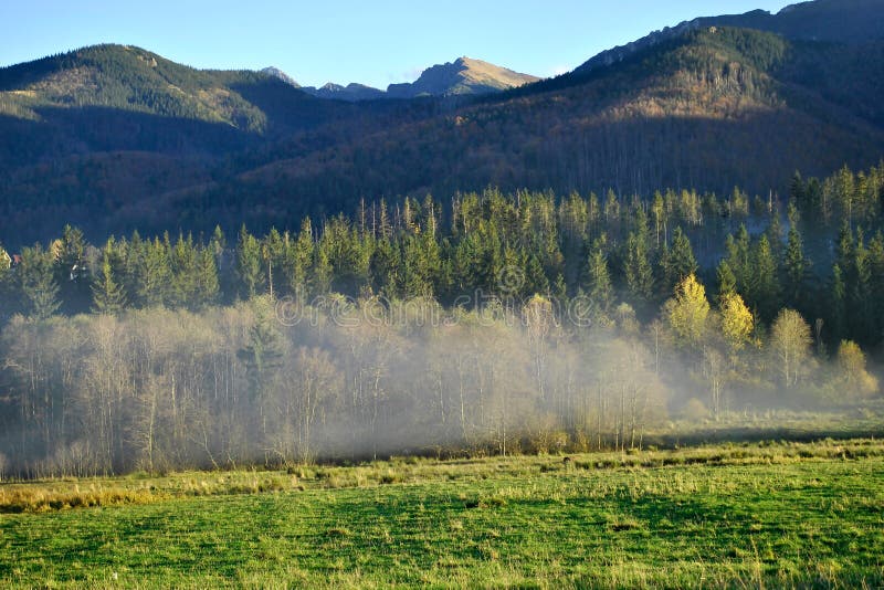 Meadow and forest stock image. Image of landscape, grass - 61520421