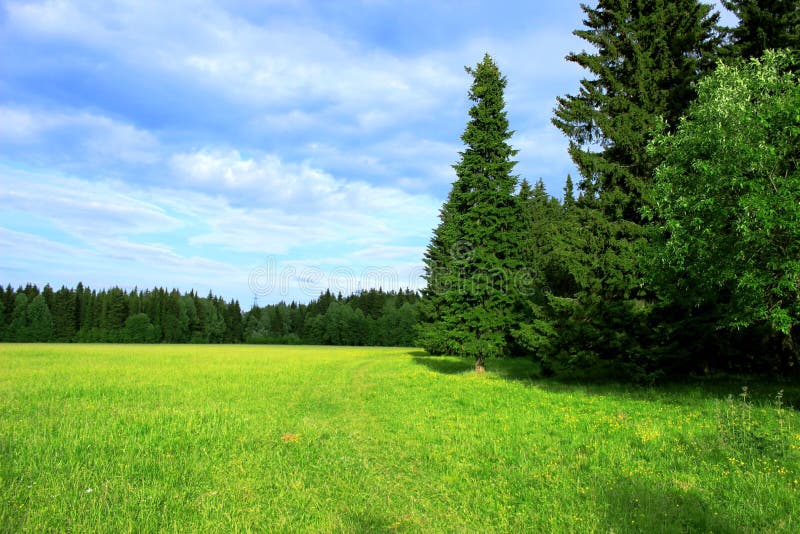 Meadow in a forest stock photo. Image of landscape, green - 91371076