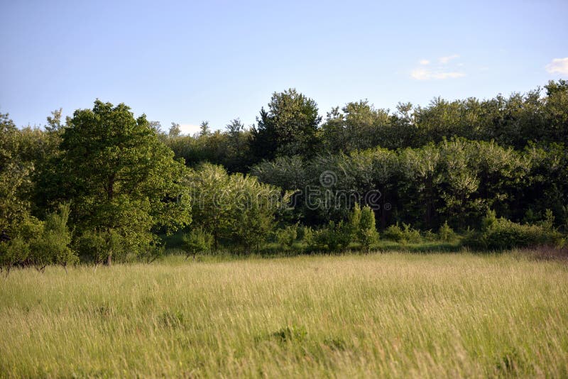 Meadow in the Forest. Spring Garden at Sunset Stock Image - Image of ...