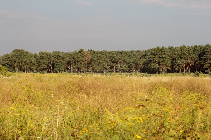 Meadow and Forest at Sunset Stock Photo - Image of tree, field: 80856334