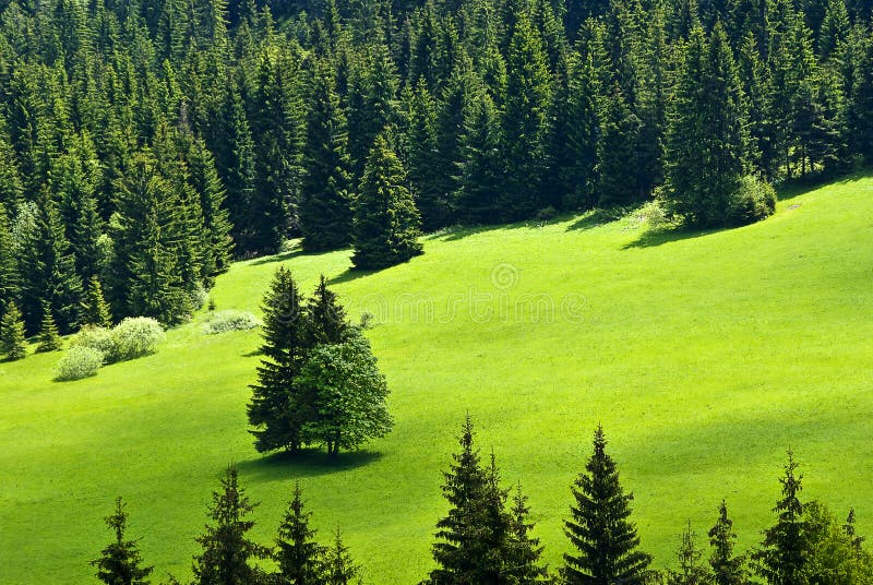 Meadow in forrest stock photo. Image of scenery, fresh - 15050978