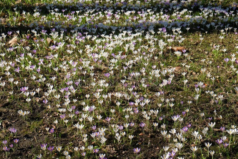Meadow full of crocus stock photo. Image of seasonal - 132361934