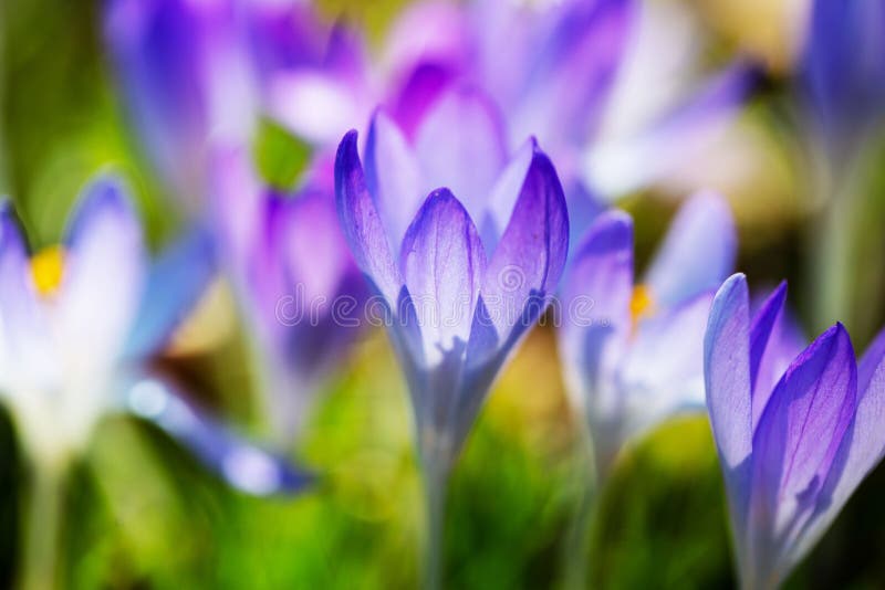 Meadow Full of Crocuses in Spring, March, Tree Behind Stock Photo ...
