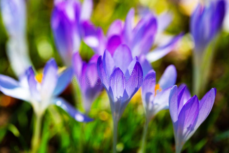 Meadow Full of Crocuses in Spring, March, Tree Behind Stock Photo ...