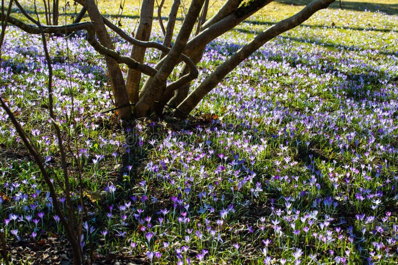 Meadow Full of Crocuses in Spring, March, Tree Behind Stock Photo ...