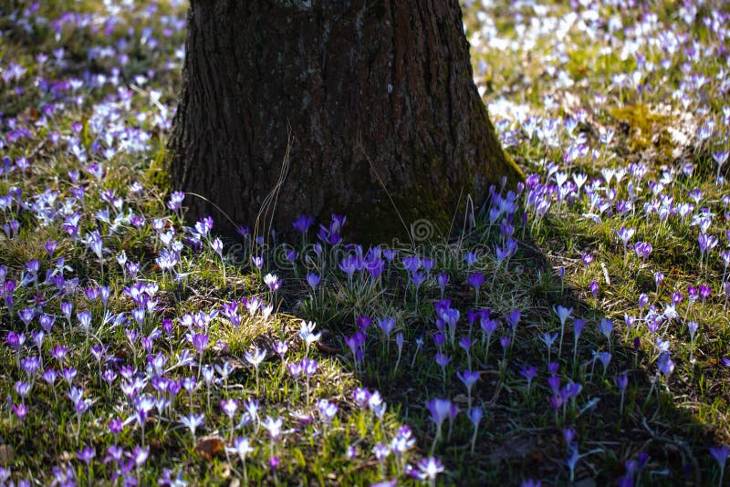 Meadow Full of Crocuses in Spring, March, Tree Behind Stock Photo ...