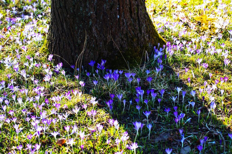 Meadow Full of Crocuses in Spring, March, Tree Behind Stock Photo ...
