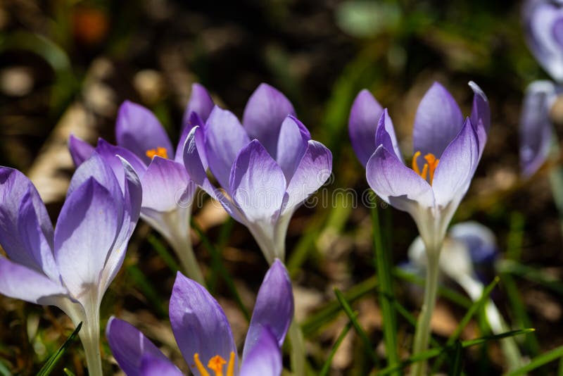 Meadow Full of Crocuses in Spring, March, Tree Behind Stock Photo ...