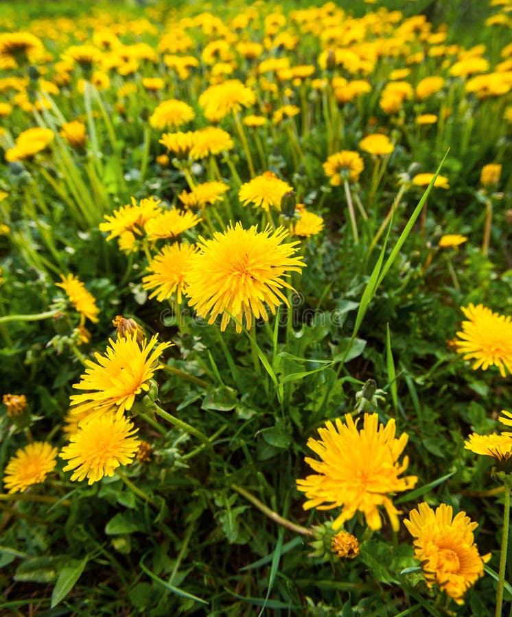 Meadow Full of Dandelion Flowers Stock Image - Image of close, green ...