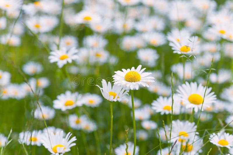 Blossom Exe Stock Photos - Free & Royalty-Free Stock Photos from Dreamstime