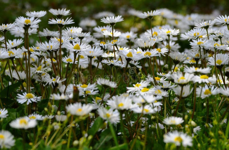 Meadow Full of White Flowers Stock Photo - Image of plant, petal: 333083452