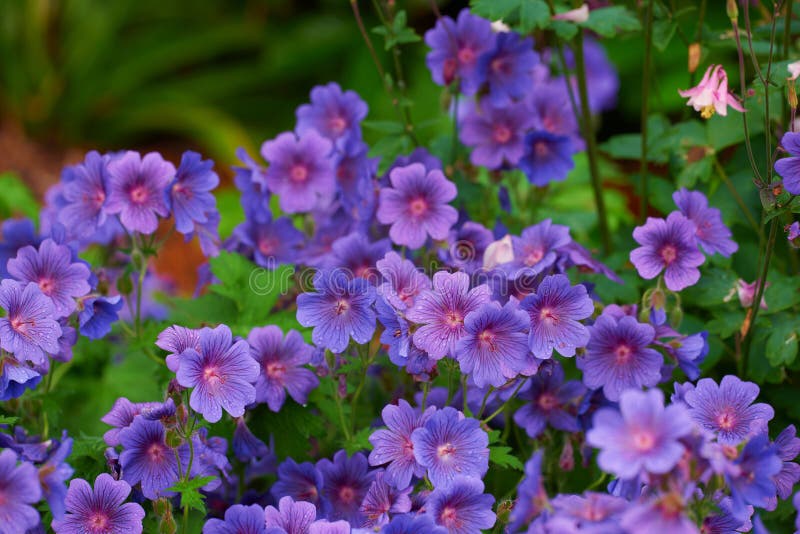 Meadow Geranium - Also Geranium Pratense - Johnsons Blue. Meadow ...