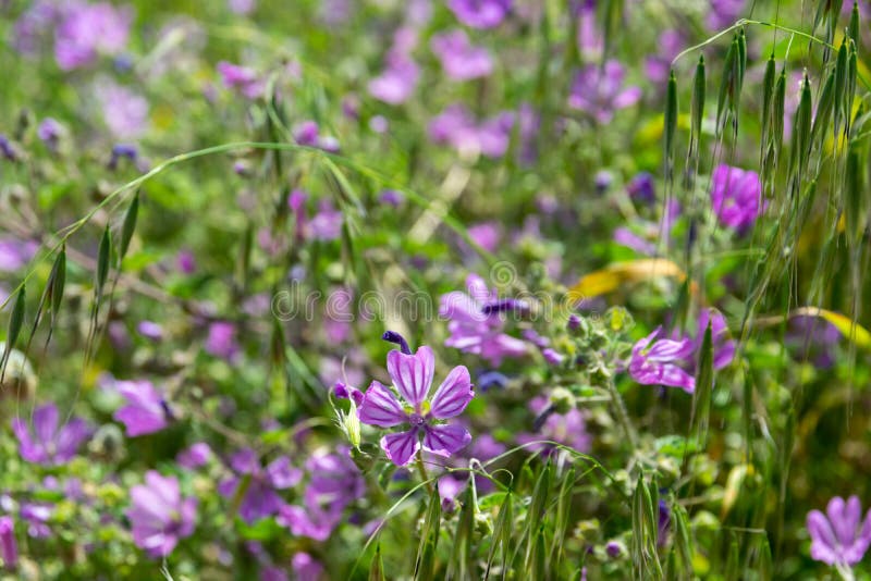 Meadow Geranium Bloom in a Field in Spring Stock Image - Image of ...