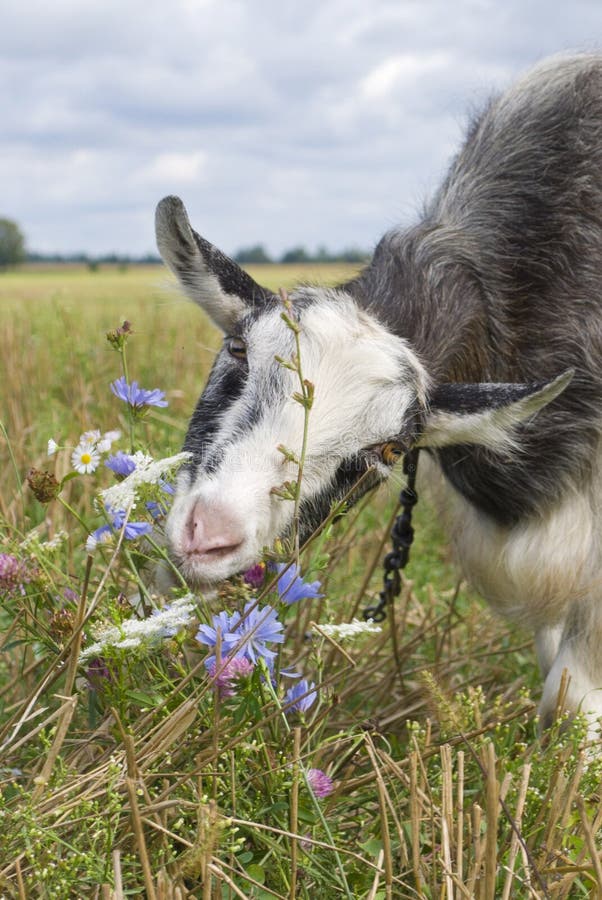 The Meadow Goat Eats Flowers Stock Image - Image of grass, locations ...