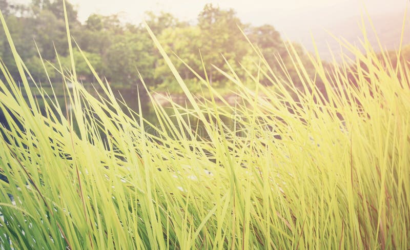 3,384 Soft Wind Leaf Stock Photos - Free & Royalty-Free Stock Photos ...