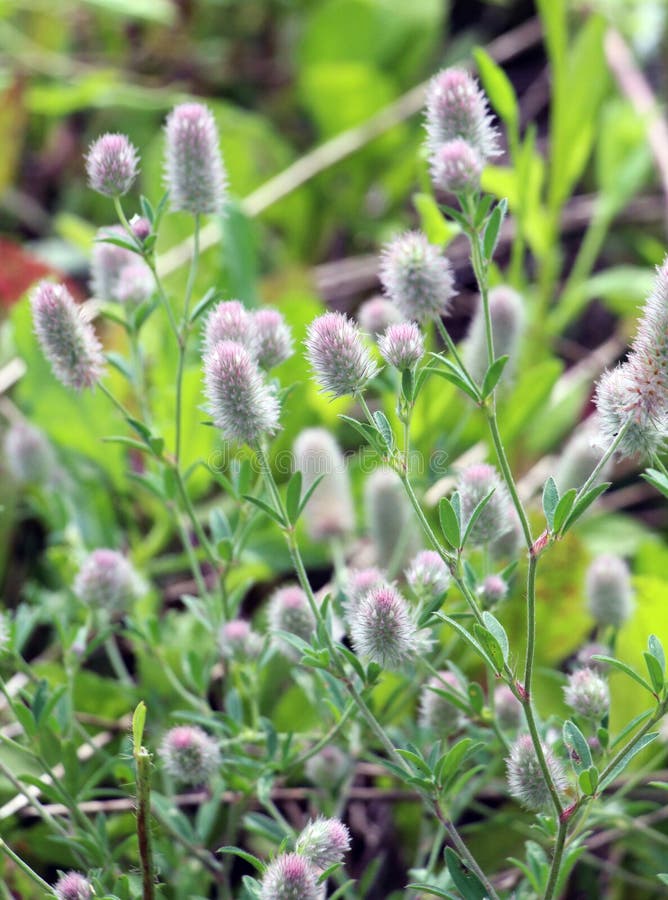 In the Meadow among the Grass Grows Trifolium Arvense Stock Photo ...