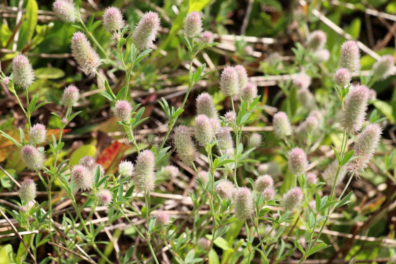 In the Meadow among the Grass Grows Trifolium Arvense Stock Image ...