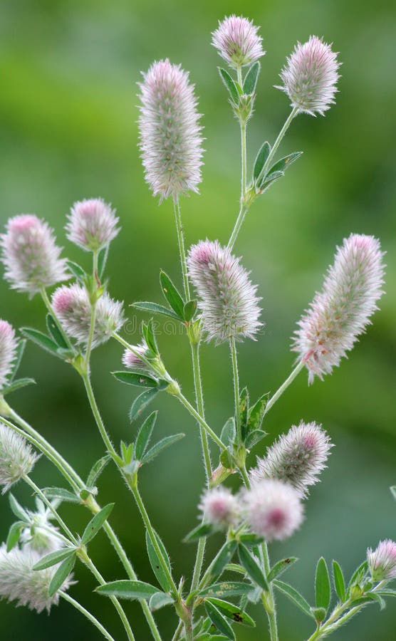 In the Meadow among the Grass Grows Trifolium Arvense Stock Image ...