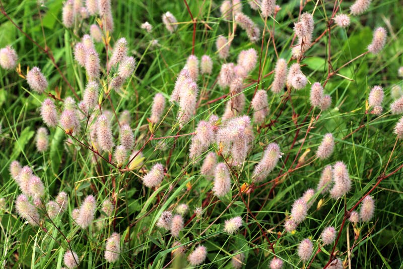 In the Meadow among the Grass Grows Trifolium Arvense Stock Image ...