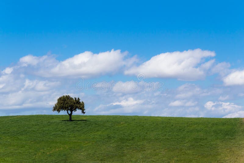 Meadow, Grass Land with Tree, Blue Sky, Screen Saver Computer Stock ...
