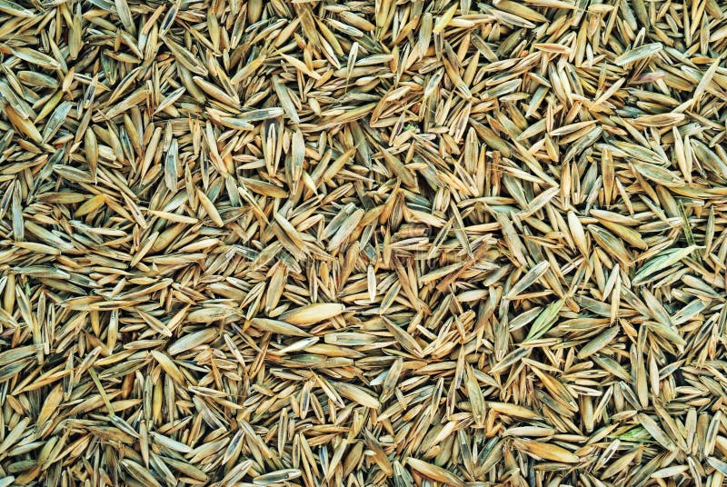Meadow grass seeds stock photo. Image of horizontal, multi - 25906430