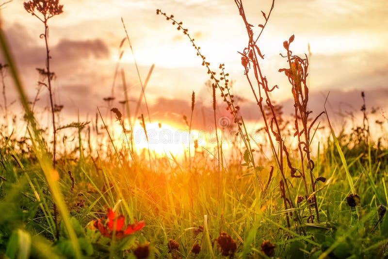 Wildflowers and Grass in Sunset Rays for Background. Stock Photo ...