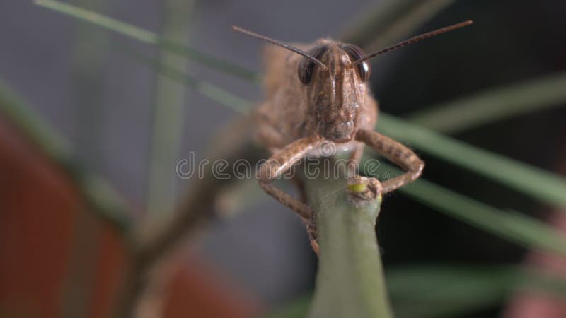 Meadow Grasshopper or Chorthippus Parallelus with Front View. Stock ...