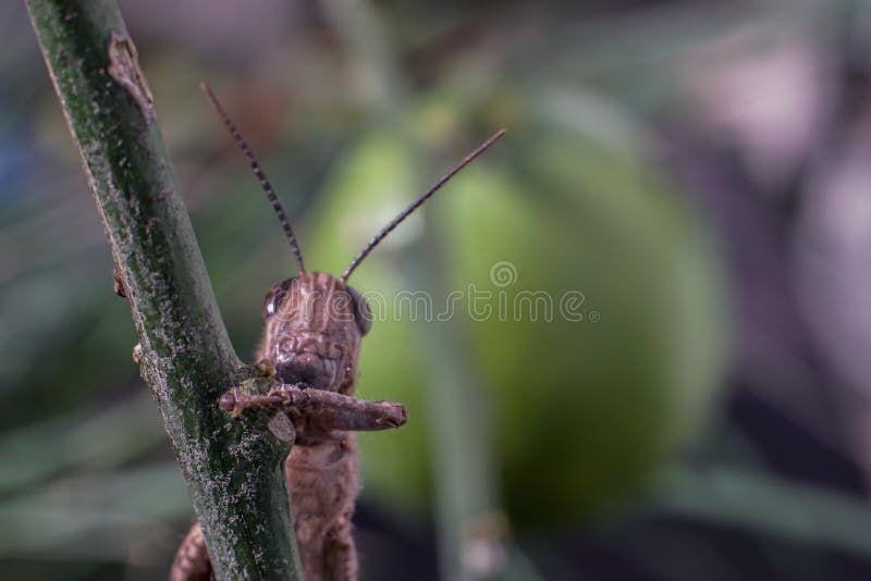 Meadow Grasshopper or Chorthippus Parallelus with Front View. Stock ...