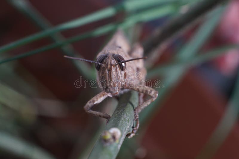 Meadow Grasshopper or Chorthippus Parallelus with Front View. Stock ...