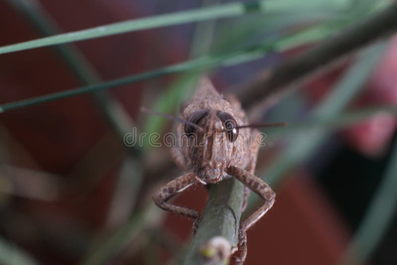 Meadow Grasshopper or Chorthippus Parallelus with Front View. Stock ...