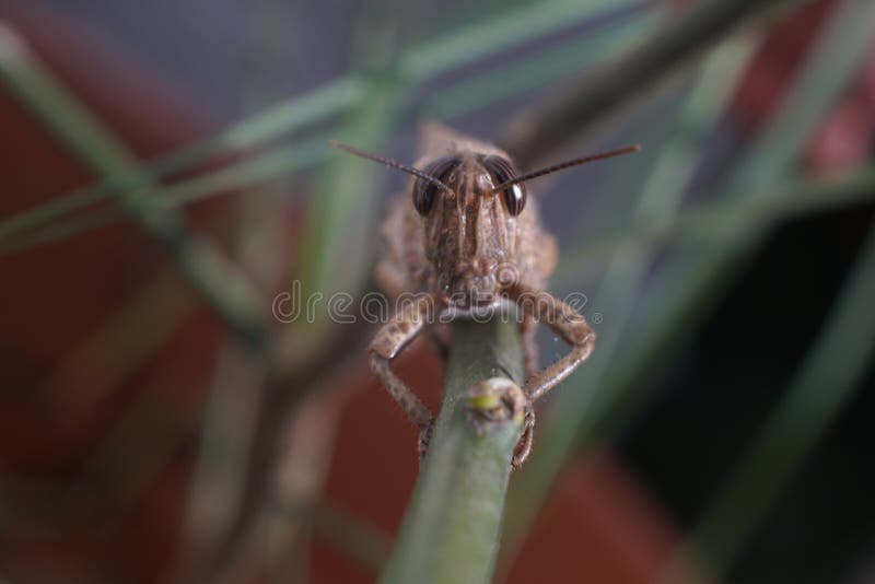 Meadow Grasshopper or Chorthippus Parallelus with Front View. Stock ...
