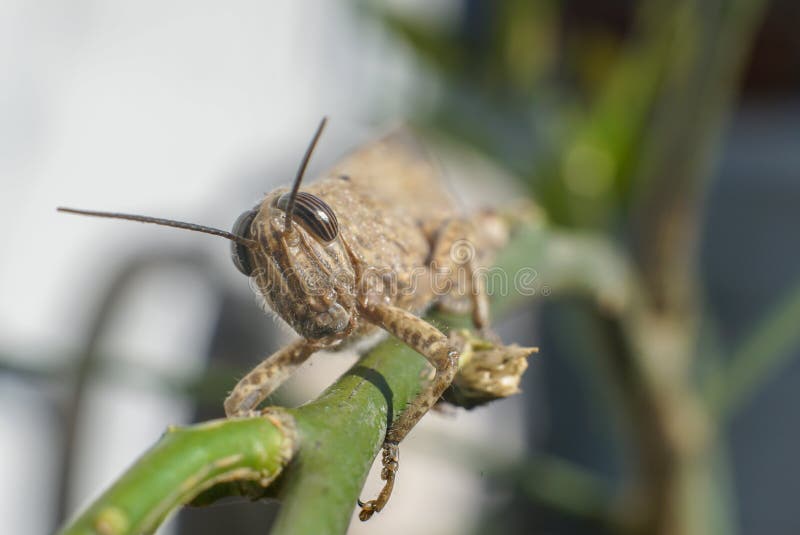 Meadow Grasshopper or Chorthippus Parallelus with Front View. Stock ...