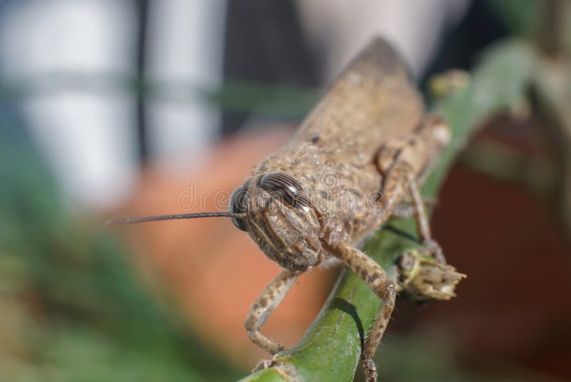 Meadow Grasshopper or Chorthippus Parallelus with Front View. Stock ...