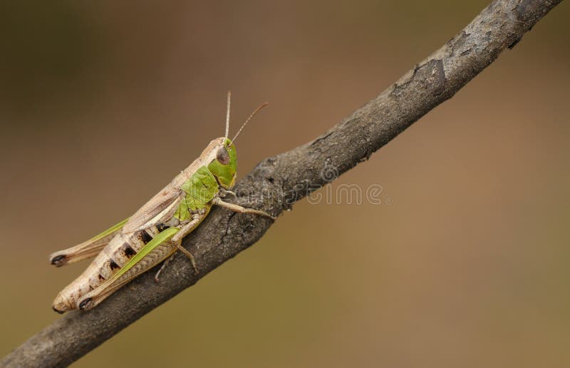 A Pretty Meadow Grasshopper Chorthippus Parallelus Perching on a Twig ...