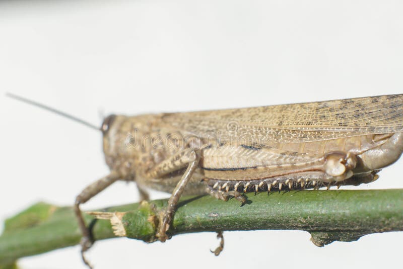 Meadow Grasshopper or Chorthippus Parallelus with Side View. Stock ...