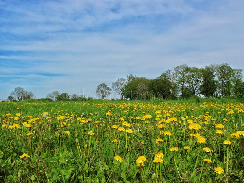 Meadow, Grassland, Ecosystem, Prairie Picture. Image: 116175864