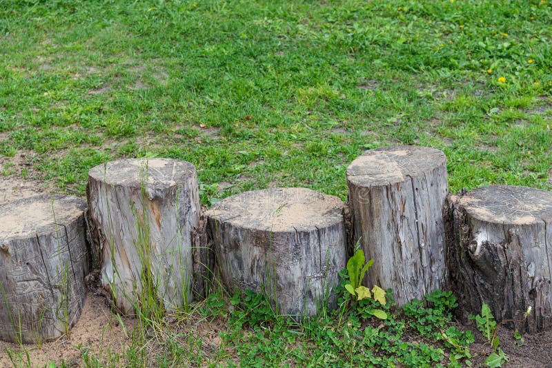 Short Stumps of Ox Tail stock image. Image of animal - 27100899