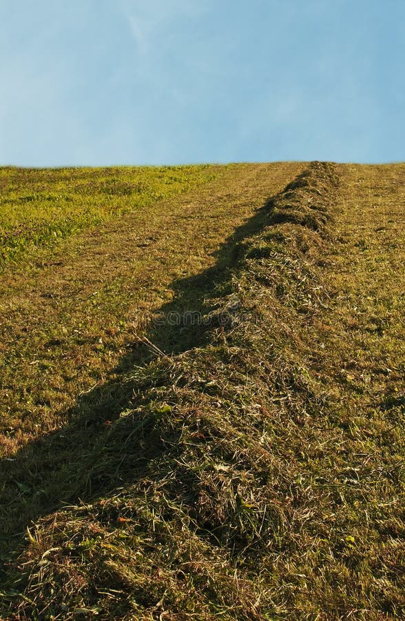 Meadow with hay stock photo. Image of mowing, green, nature - 21498812