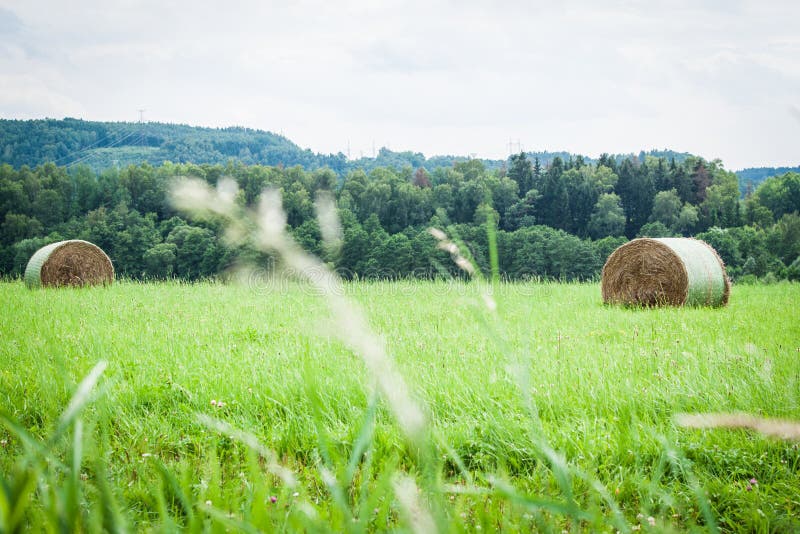 Meadow hay stock image. Image of black, nature, summer - 140970245