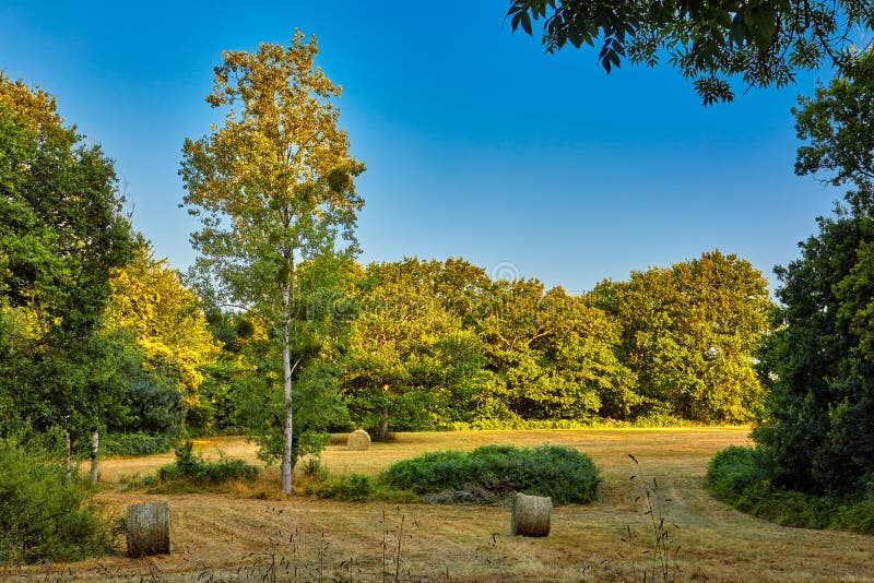 Meadow with hay rolls stock image. Image of landscape - 192037905