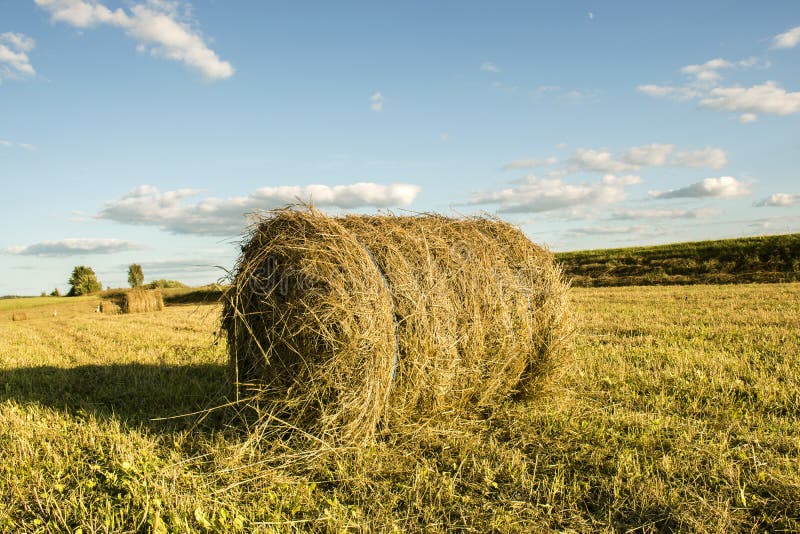 Meadow with hay stock photo. Image of field, sunny, fresh - 57179460