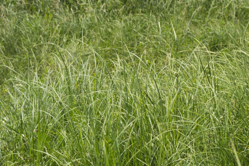 Meadow with high grass stock photo. Image of field, garden - 151685508