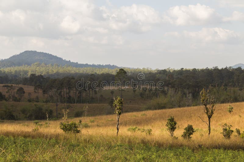 Meadow on hill side forest stock photo. Image of summer - 83481394