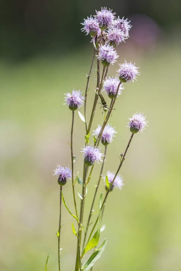 Meadow Knapweed Centaurea Nervosa Stock Photo - Image of petal ...