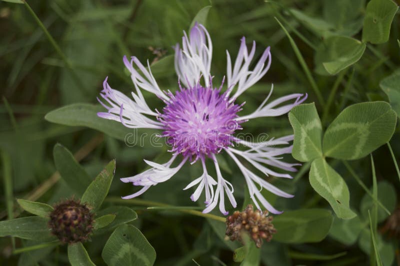 Meadow Knapweed Centaurea Nervosa Stock Photo - Image of wildflower ...