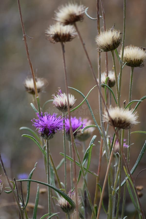 Meadow Knapweed Centaurea Nervosa Stock Photo - Image of petal ...