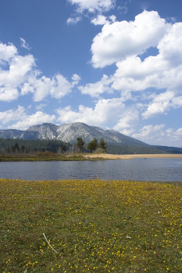 Meadow of Lake tahoe stock photo. Image of tree, meadow - 6575188